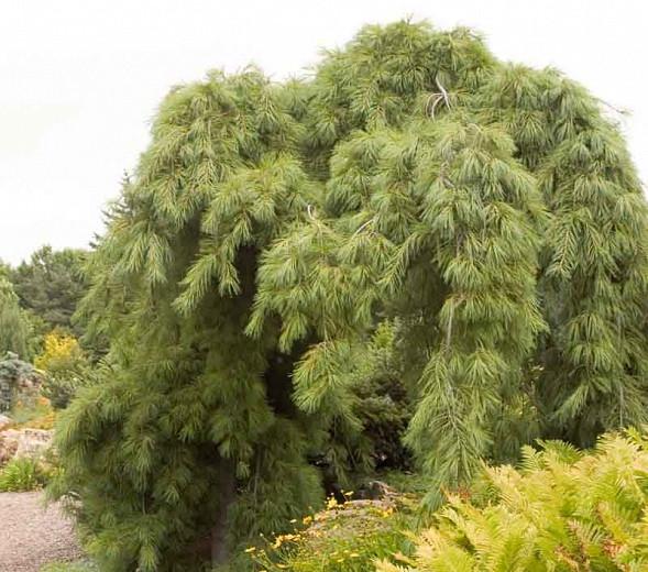 Pinus strobus 'Pendula' (Eastern White Pine)