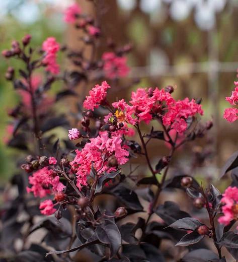 Lagerstroemia Twilight Magic™ (Crape Myrtle)