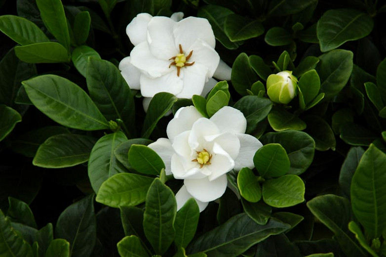 Gardenia jasminoides 'Buttons' (Cape Jasmine)