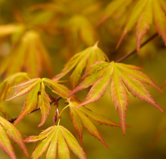Acer palmatum 'Orange Dream' (Japanese Maple)