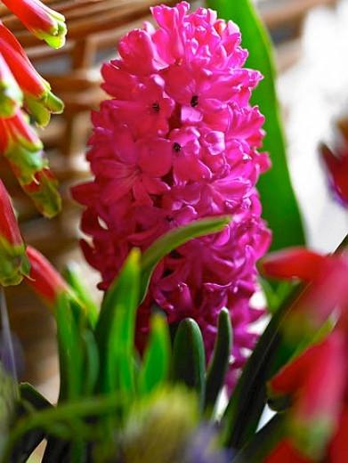 Hyacinthus orientalis 'Jan Bos' (Dutch Hyacinth)