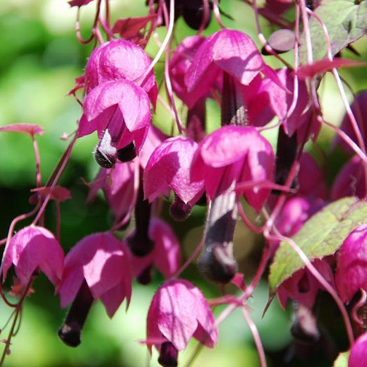 Rhodochiton atrosanguineus (Purple Bell Vine)