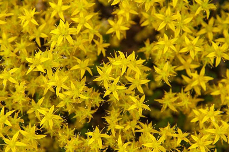 Sedum acre (Gold Moss)