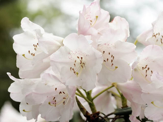 Rhododendron decorum (Great White Rhododendron)