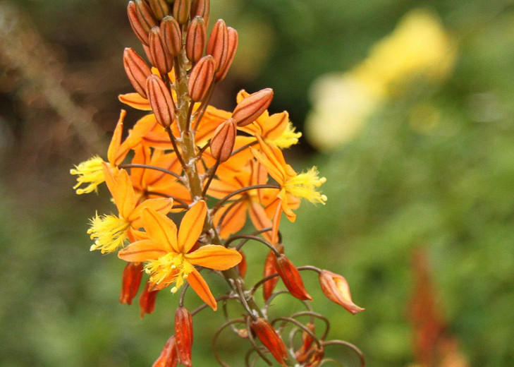 Bulbine frutescens (Orange Bulbine)