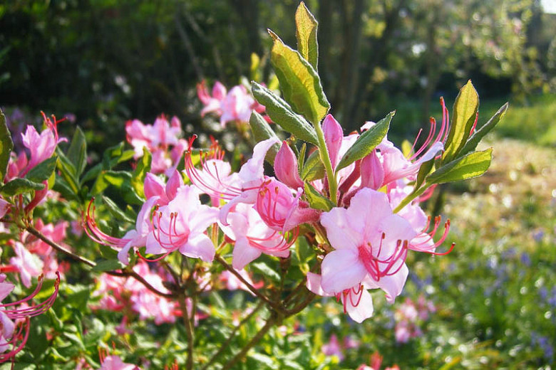Rhododendron prinophyllum (Roseshell Azalea)