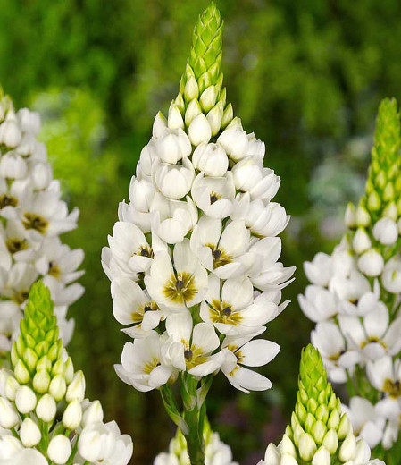 Ornithogalum thyrsoides (Chincherinchee)