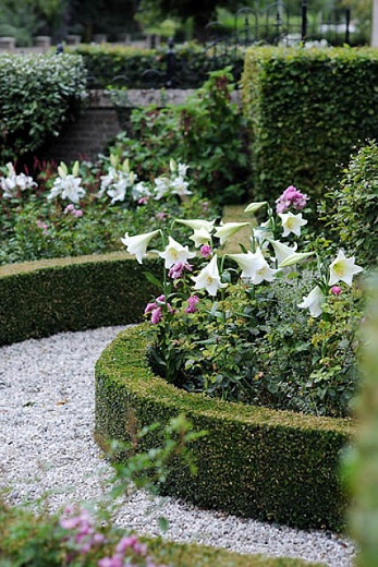 Lilium longiflorum 'White Heaven' (Easter Lily)
