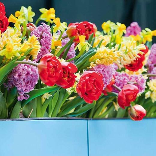 Tulipa 'Miranda' (Double Late Tulip)