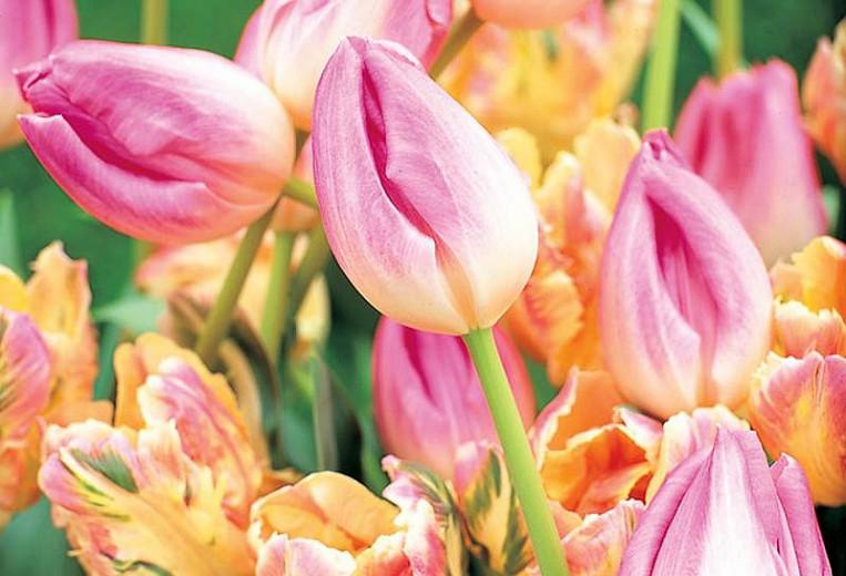 Tulipa 'Upstar' (Double Late Tulip)