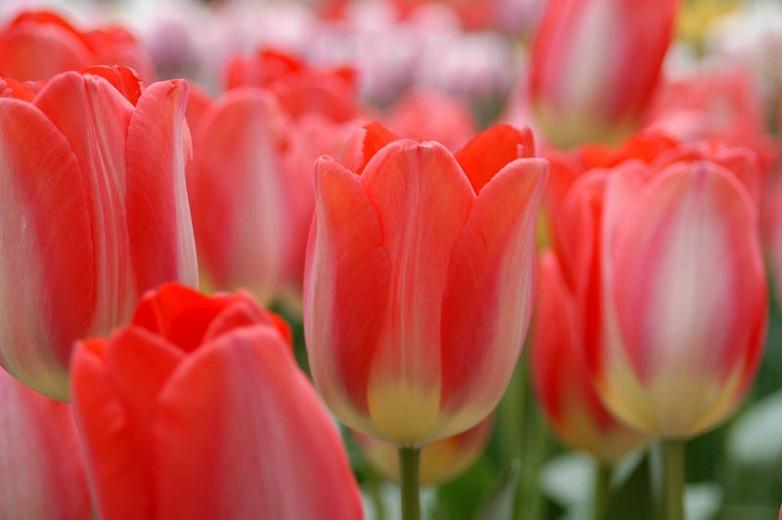 Tulipa 'Big Chief' (Darwin Hybrid Tulip)