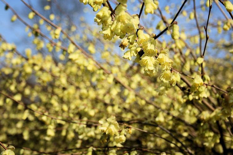 Corylopsis pauciflora (Buttercup Winterhazel)