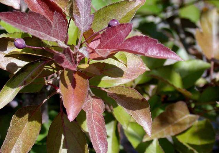 Malus 'Ruby Tears' (Crabapple)
