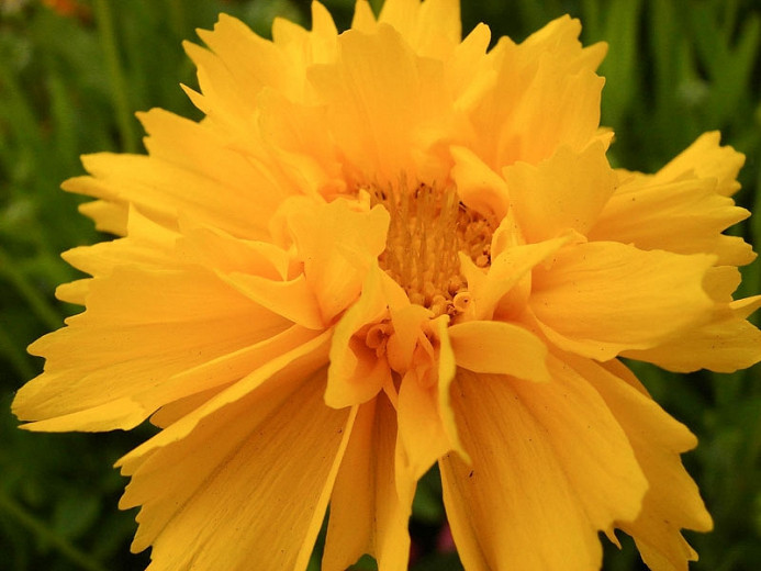 Coreopsis grandiflora 'Early Sunrise' (Tickseed)