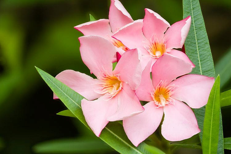Nerium oleander 'Petite Salmon' (Oleander)