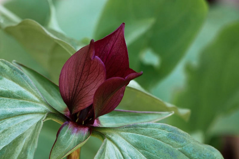 Trillium recurvatum (Prairie Trillium)