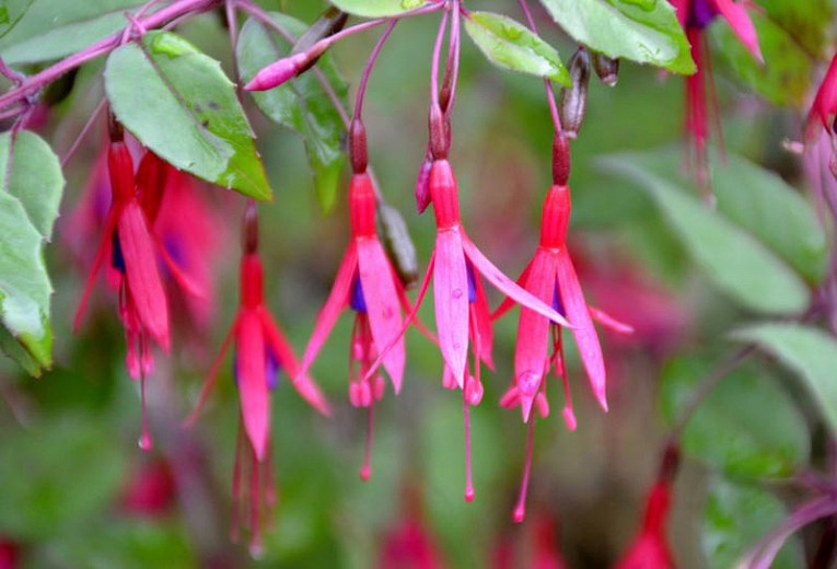 Fuchsia magellanica var. gracilis (Hardy Fuchsia)