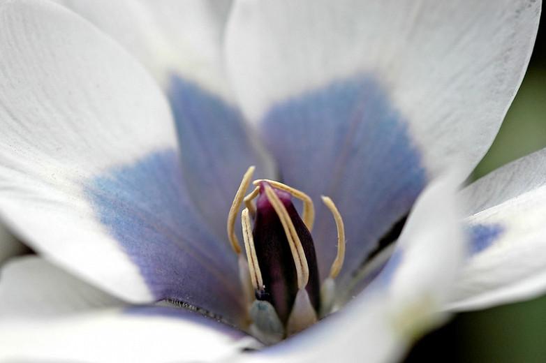 Tulipa humilis 'Alba Coerulea Oculata' (Botanical Tulip)