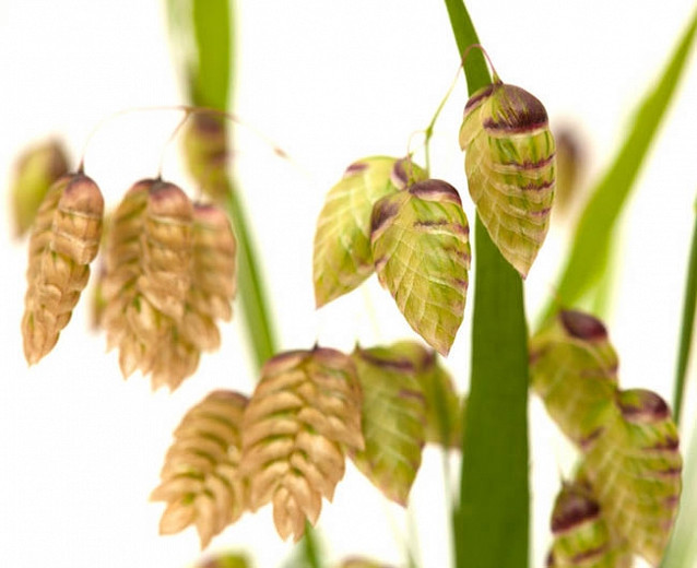 Briza media (Quaking Grass)