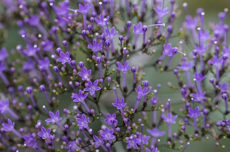 Trachelium caeruleum (Throatwort)