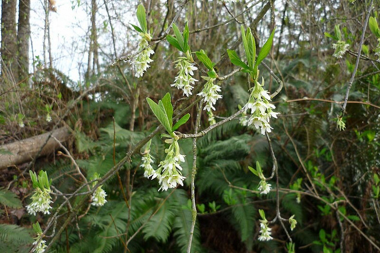 Ferns, Grasses & Bamboo Home & Living Osoberry Bareroot Shrub AKA ...