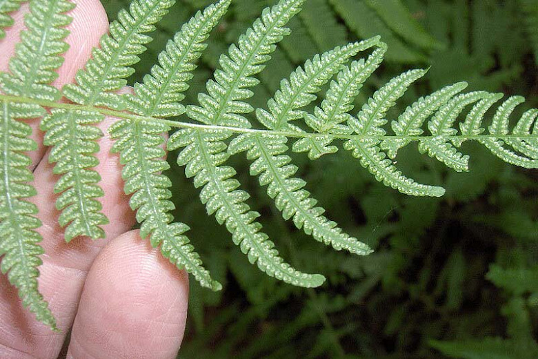 Thelypteris noveboracensis (New York Fern)