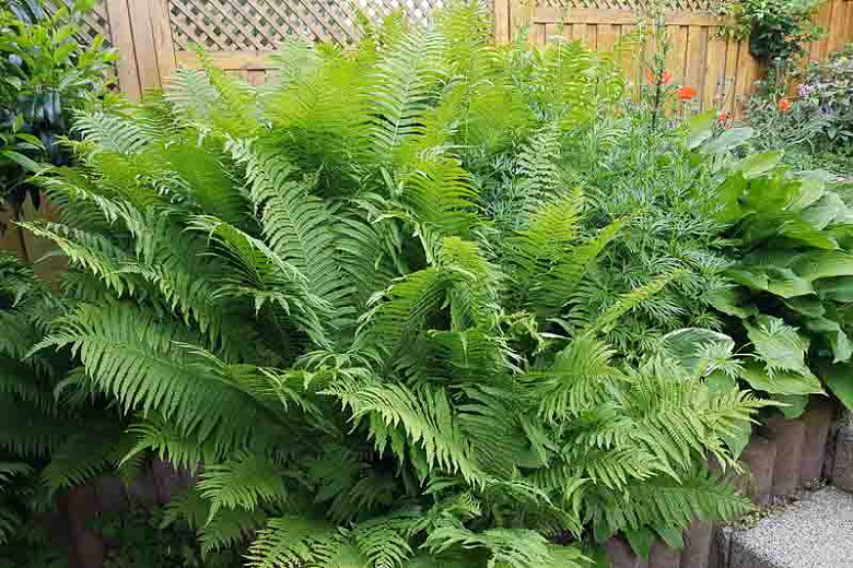 Matteuccia struthiopteris (Ostrich Fern)