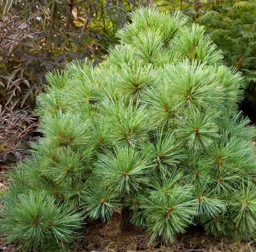 Pinus strobus 'Blue Shag' (Eastern White Pine)