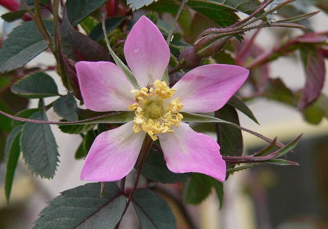 Rosa glauca (Redleaf Rose)