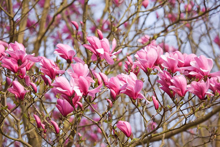Magnolia 'Galaxy'