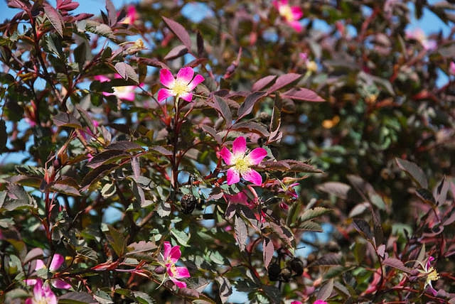 Rosa glauca (Redleaf Rose)