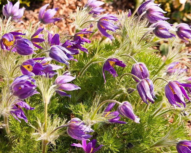 Pulsatilla vulgaris (Pasque Flower)