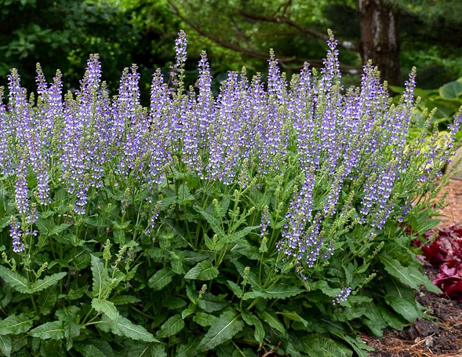 Salvia 'Azure Snow' (Sage)