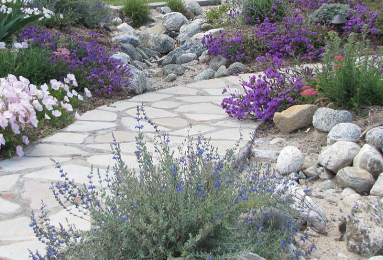 Salvia chamaedryoides (Germander Sage)