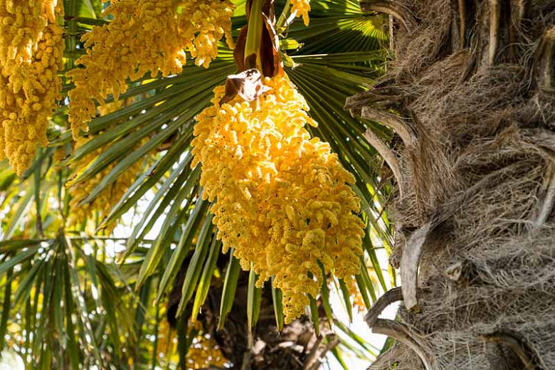 Chinese Fan Palm Fruit