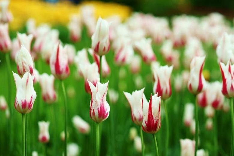 Tulipa 'Marilyn' (Lily-Flowered Tulip)