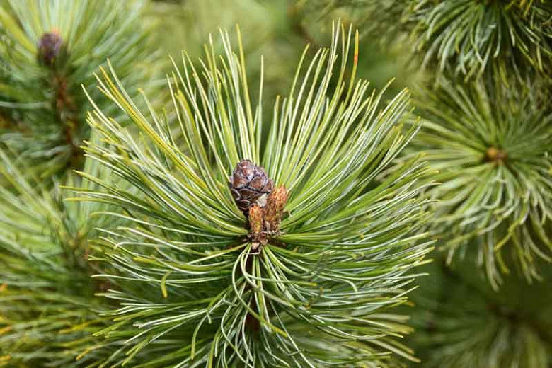 Pinus sylvestris (Scotch Pine)