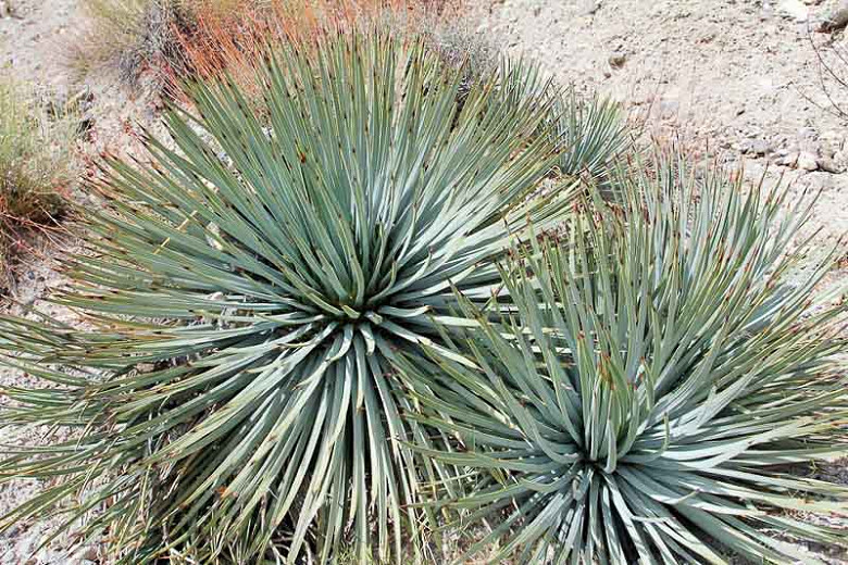 Yucca whipplei (Our Lord's Candle)