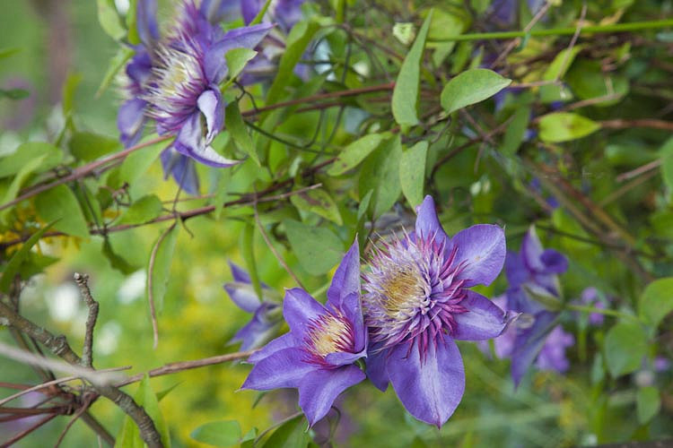 Clematis 'Multi Blue' (Early Large-Flowered Clematis)