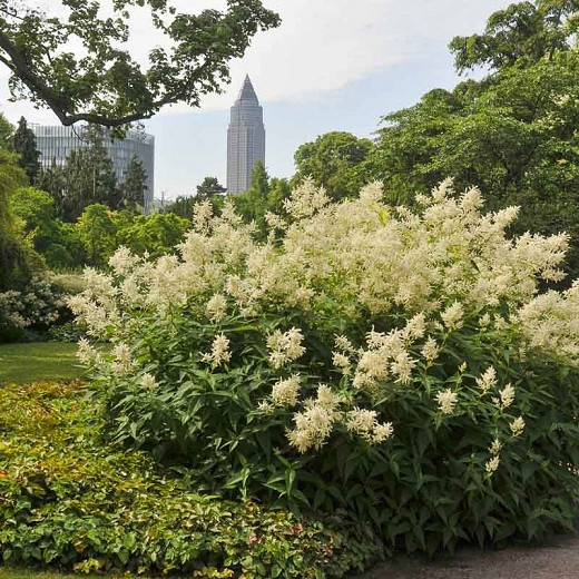 Persicaria polymorpha (White Fleece Flower)