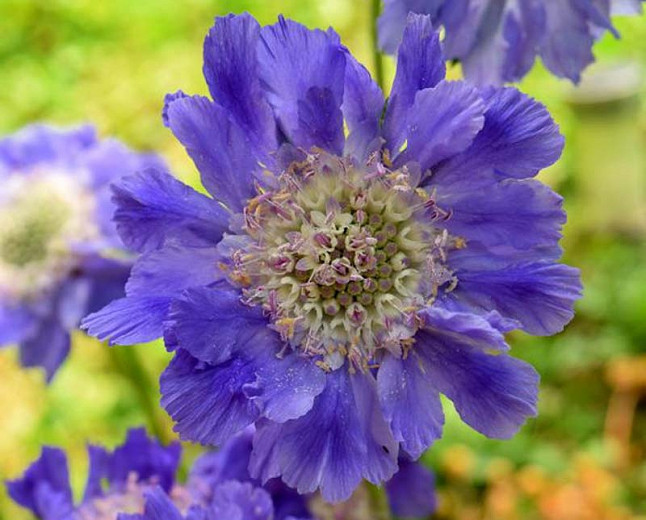 Scabiosa caucasica 'Fama Deep Blue' (Pincushion Flower)