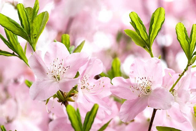 Rhododendron schlippenbachii (Royal Azalea)