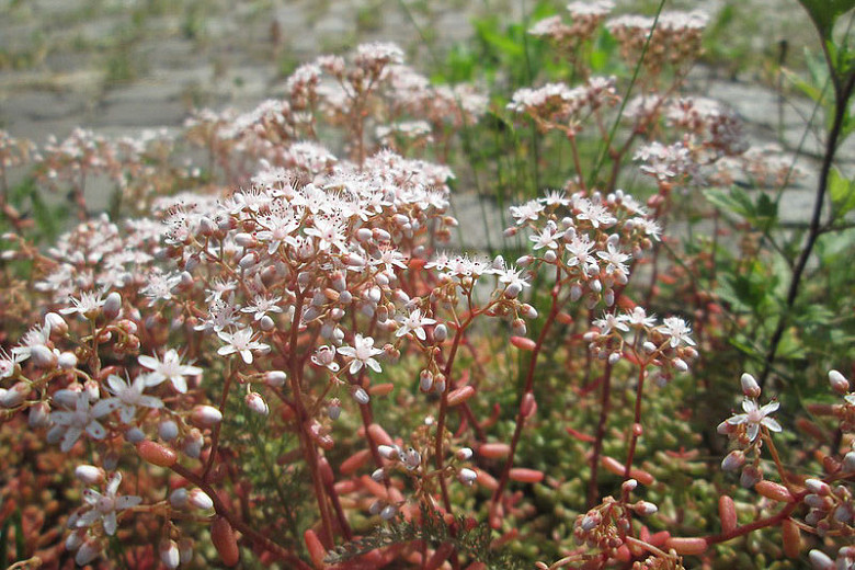 Sedum album (White Stonecrop)
