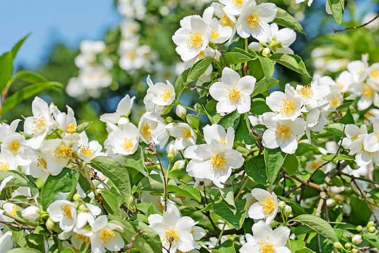 Philadelphus Coronarius C5 60-80 Cm | ubicaciondepersonas.cdmx.gob.mx