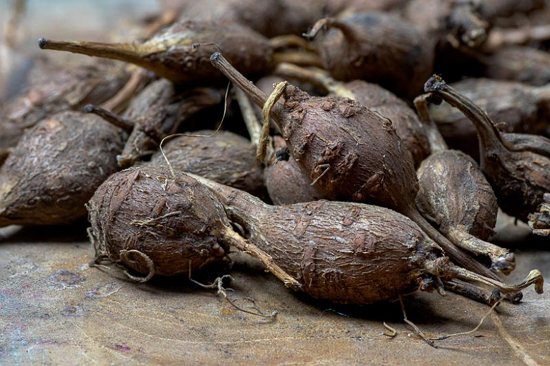Apios americana (American Groundnut)
