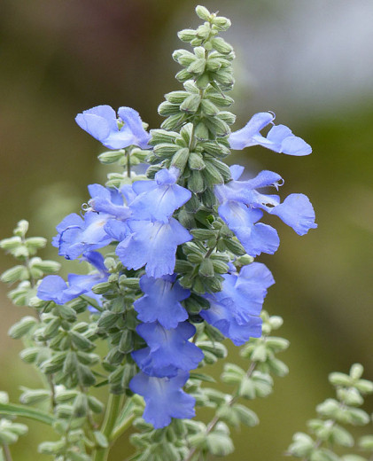 Salvia azurea (Pitcher Sage)