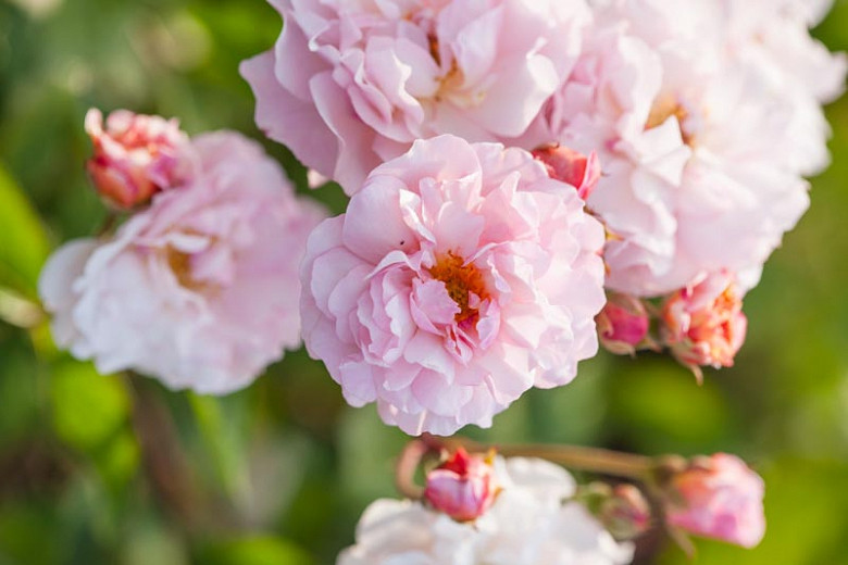 Rosa 'Cornelia' (Hybrid Musk Rose)