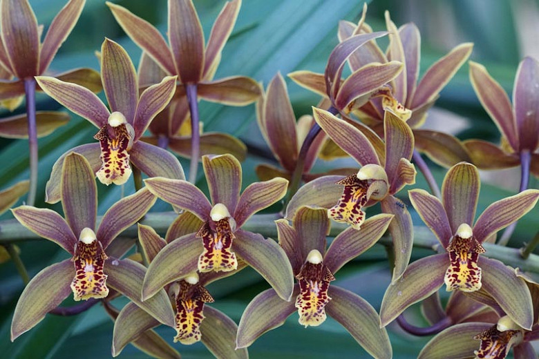 Orchid Cymbidium Plant
