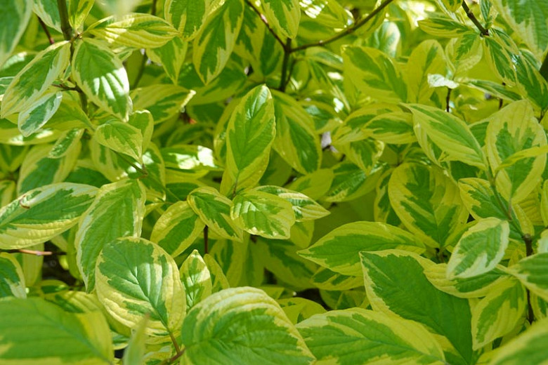 Cornus sericea 'Hedgerows Gold' (RedTwig Dogwood)