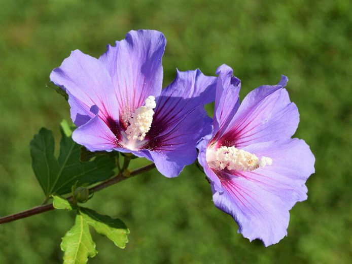 Blue And Purple Hawaiian Flowers | Best Flower Site